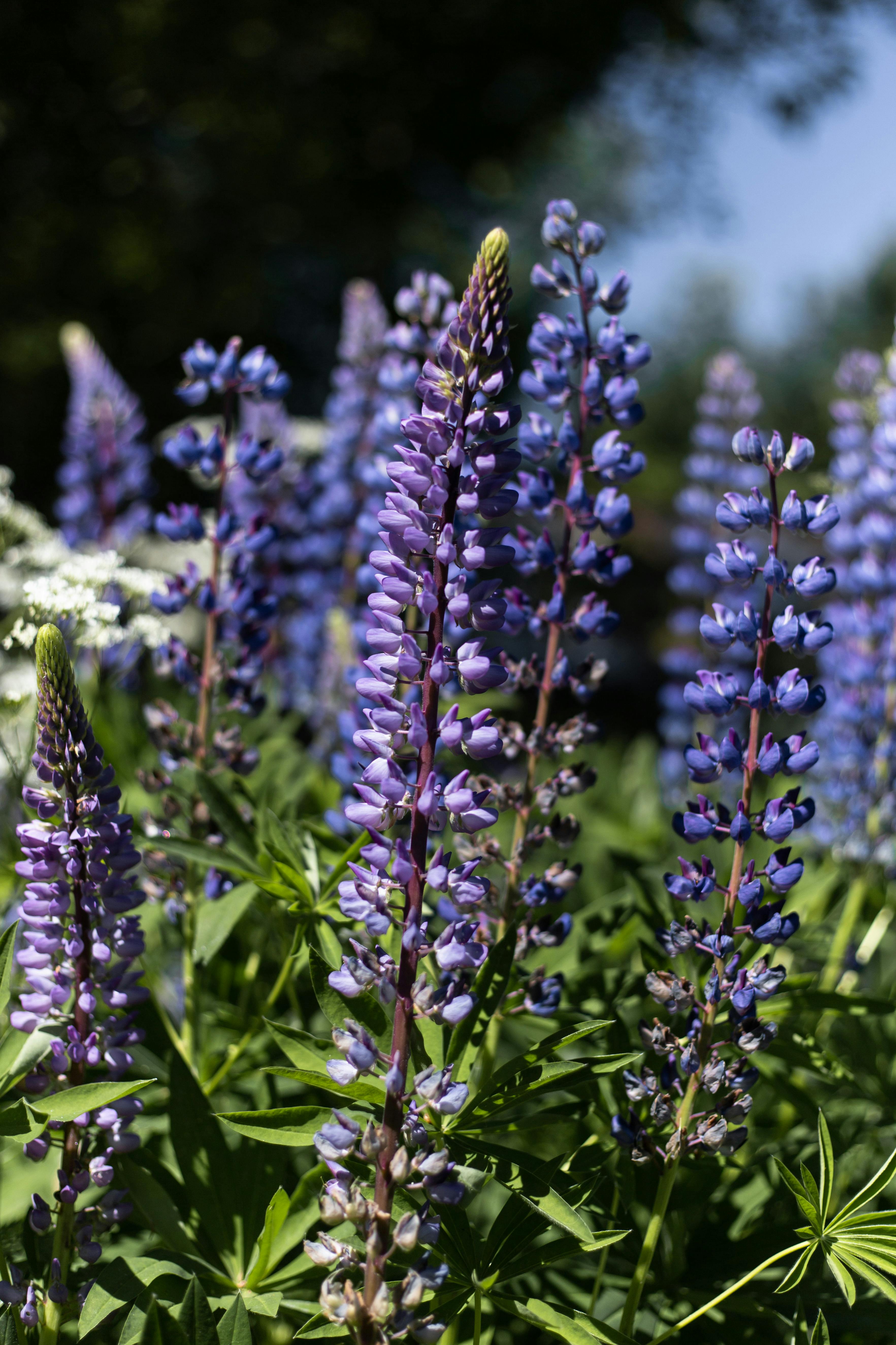 Lupinus mutabilis - OminFlower