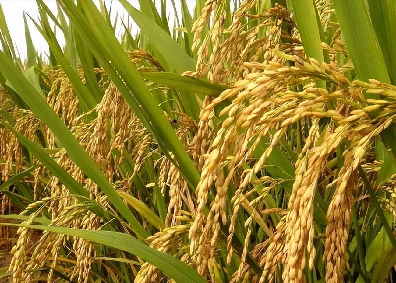 Oryza sativa - OminFlower