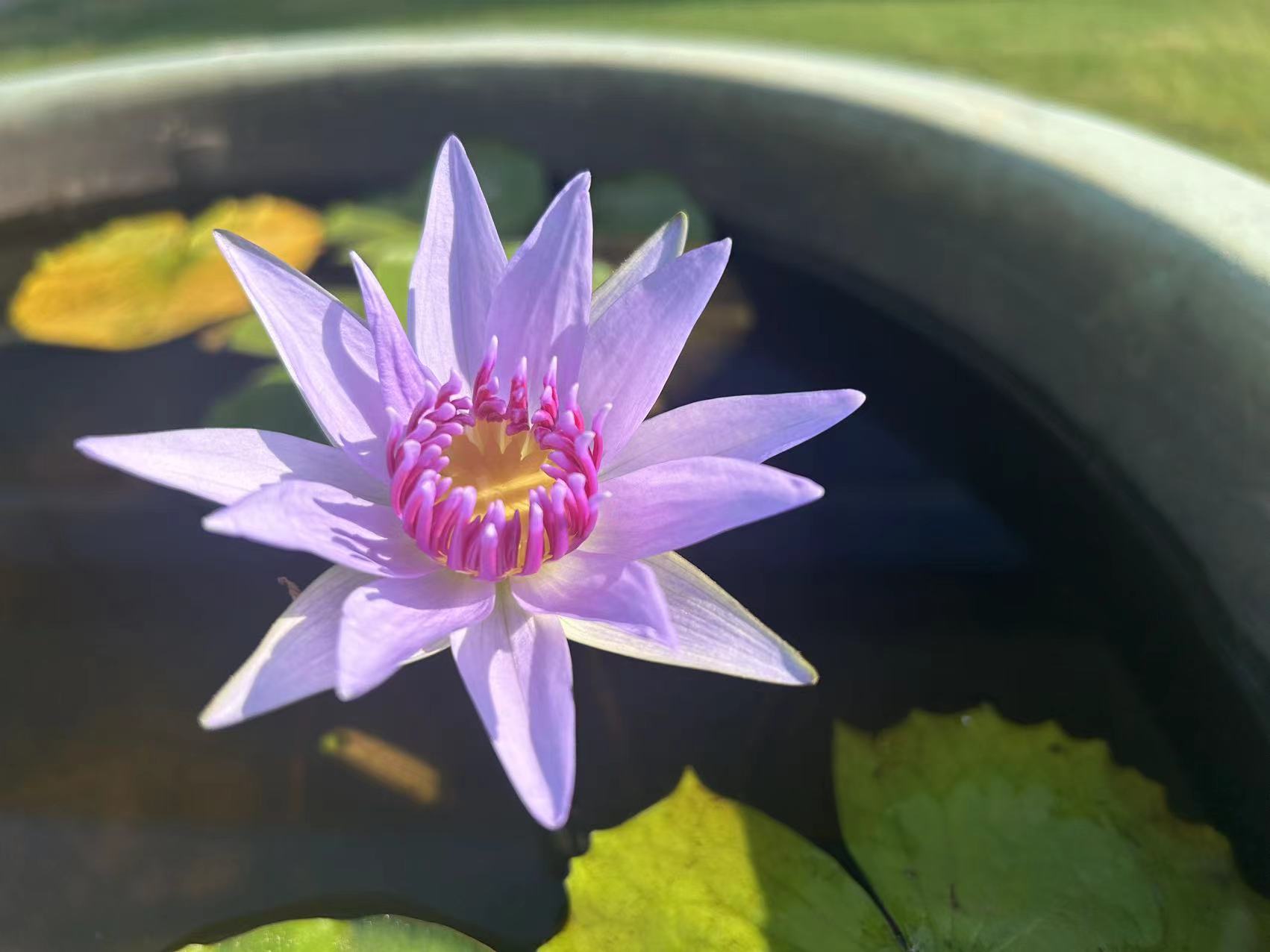 Nymphaea colorata