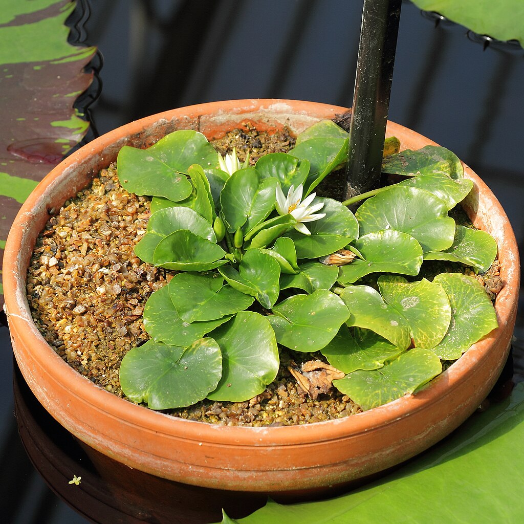 Nymphaea thermarum
